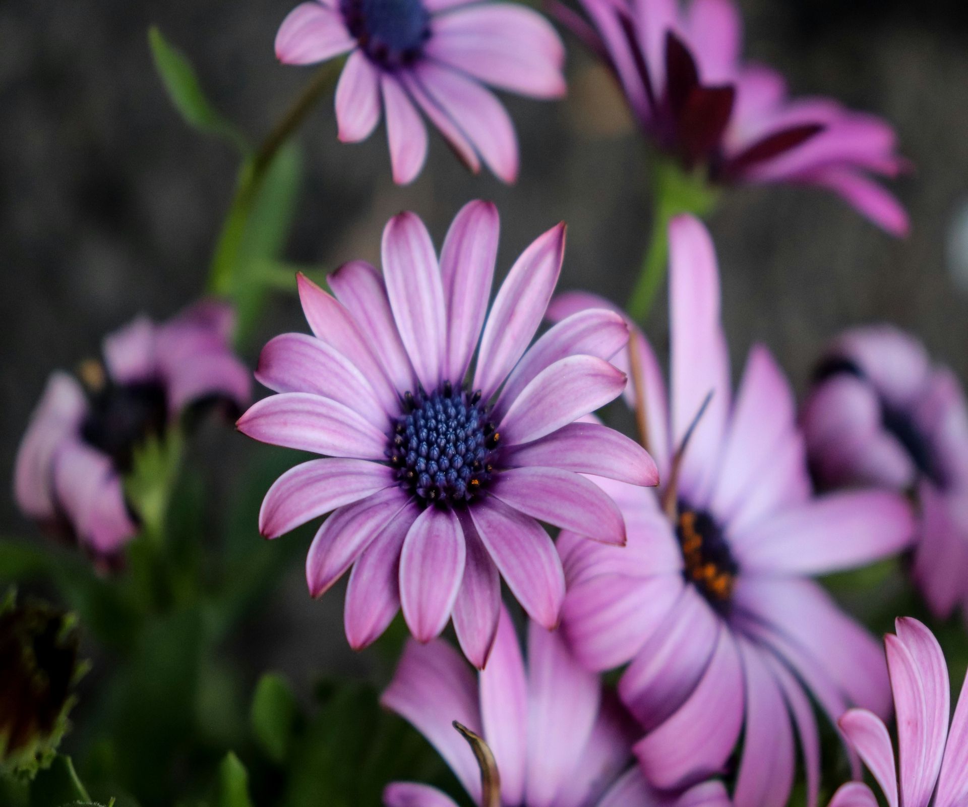 Lavender alternatives: 8 purple options to mix up your planting | Homes ...