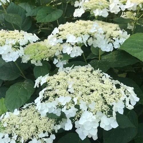 Landscaping with hydrangeas: 12 ways to include these blooms | Homes ...