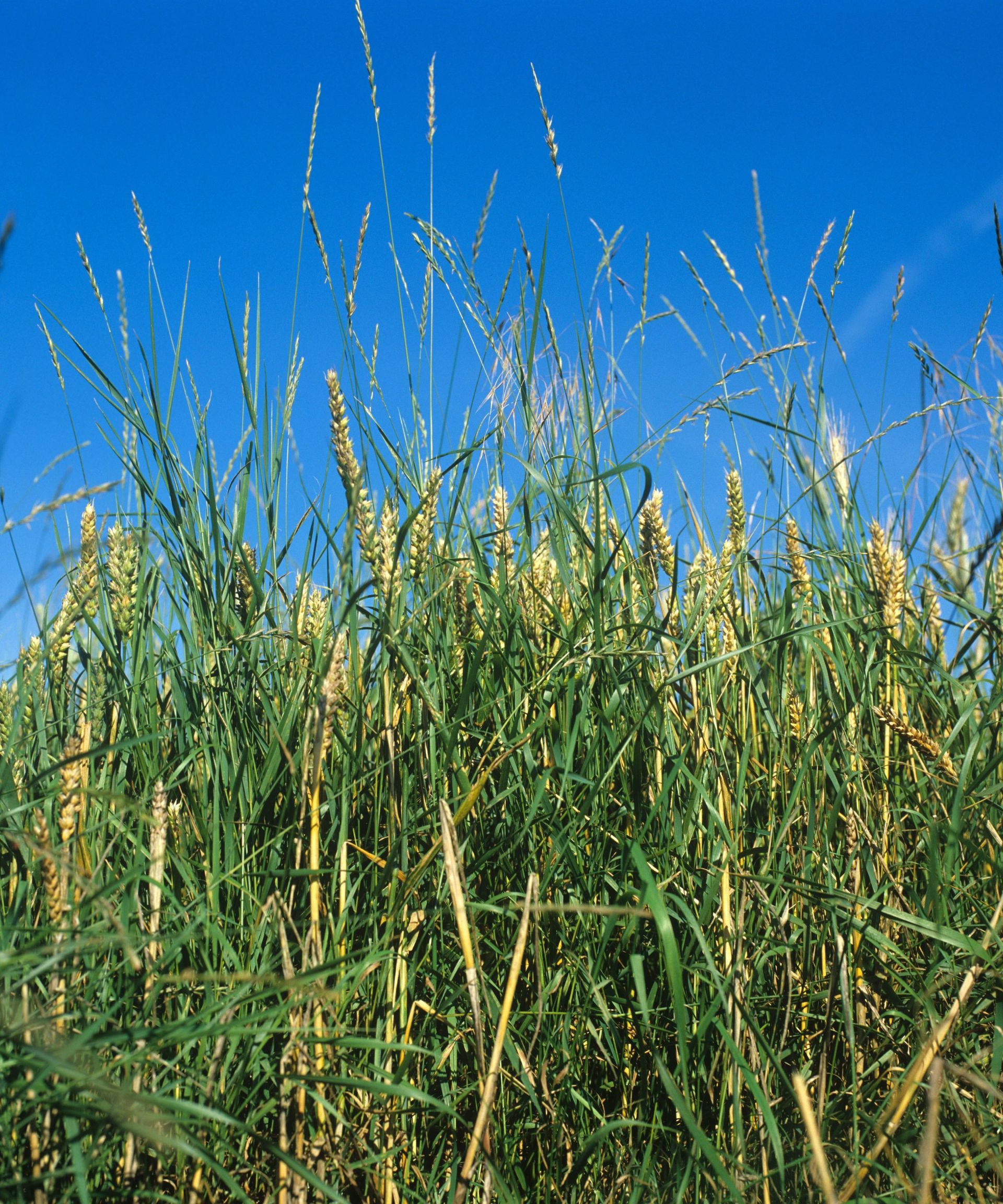 How to get rid of quackgrass: to gain control over the weed | Homes and ...