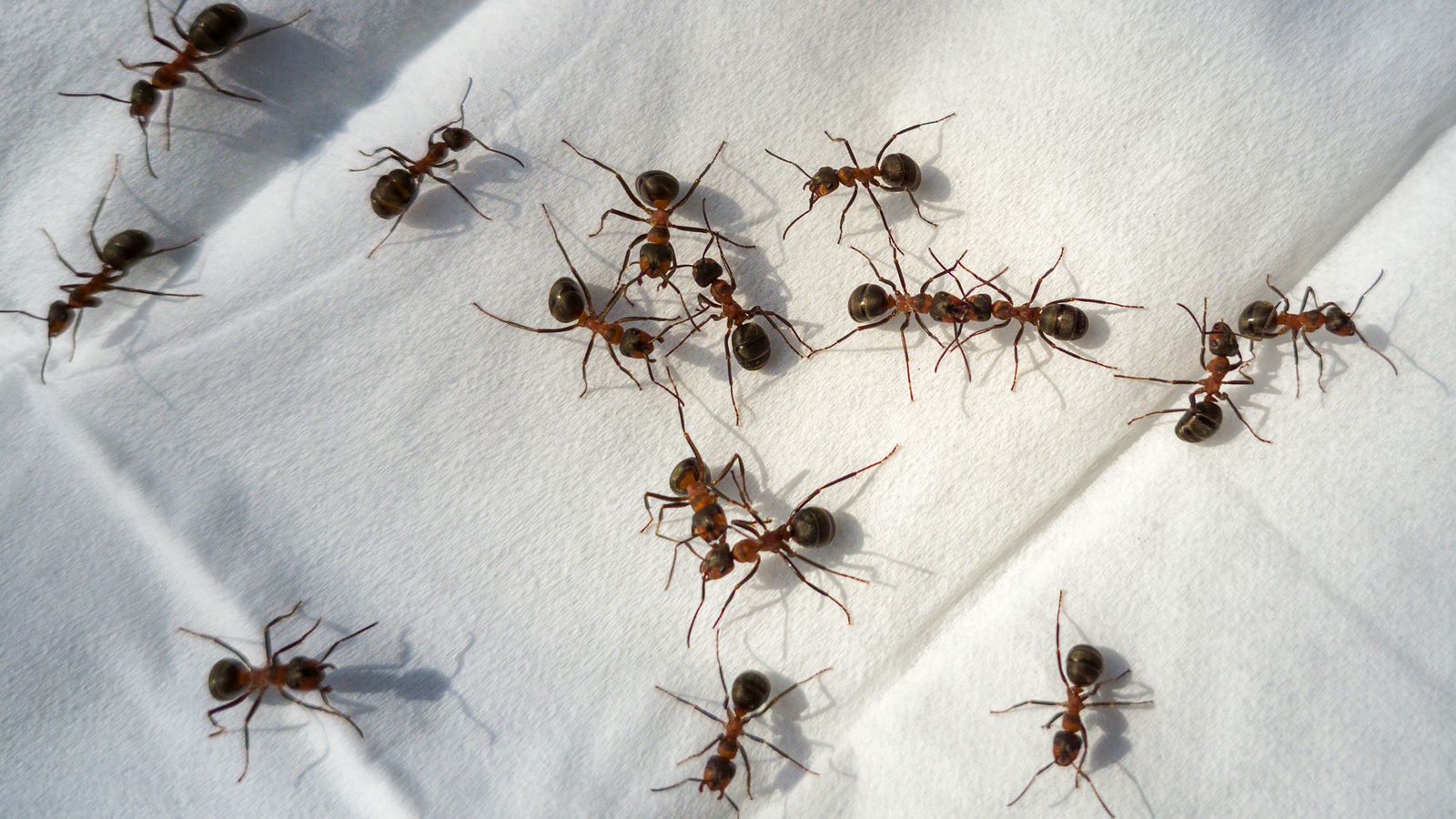The Week contest: Ant doctors | The Week