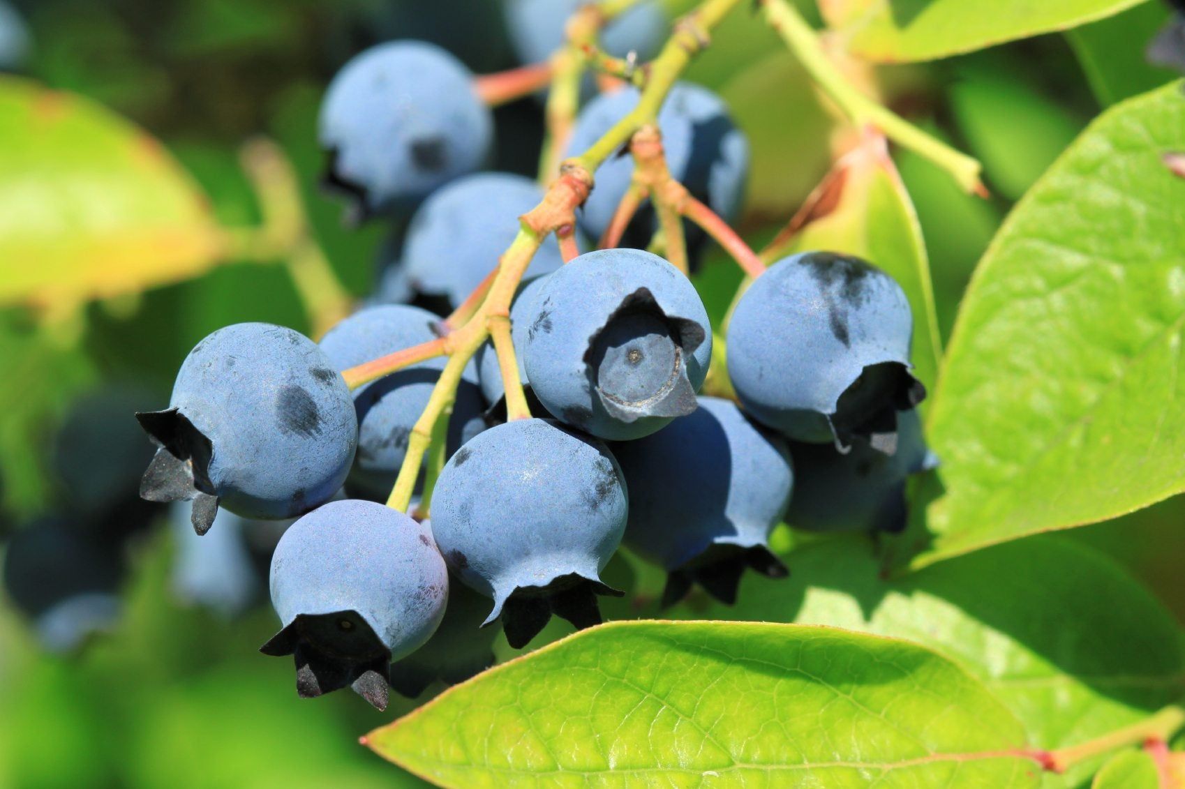 Blueberry Varieties - Learn About The Different Types Of Blueberry ...