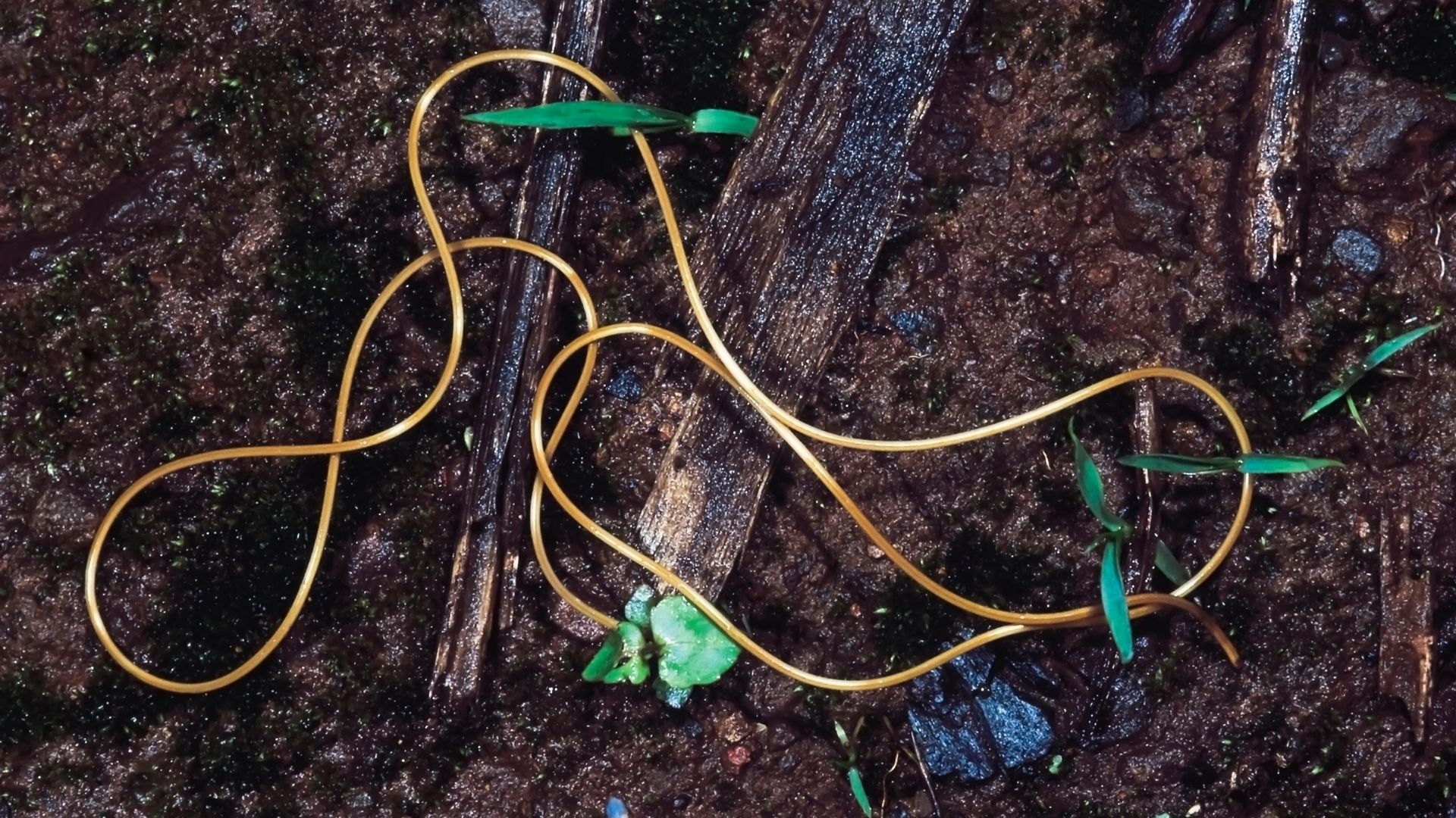 Horrifying parasitic worm snatches its host's genes to control its mind ...