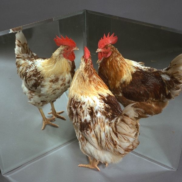 Image Gallery: Stunning Dual-Sex Animals | Live Science