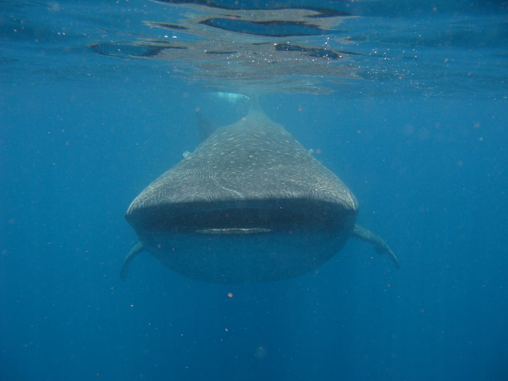 Image Gallery: Mysterious Lives of Whale Sharks | Live Science