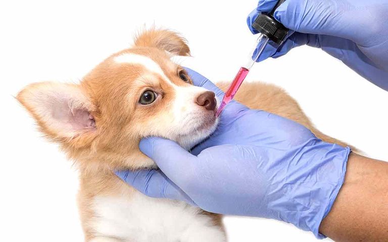 Pet Stocks: The 9 Best 'Purebred' Pet Stocks to Buy | Kiplinger