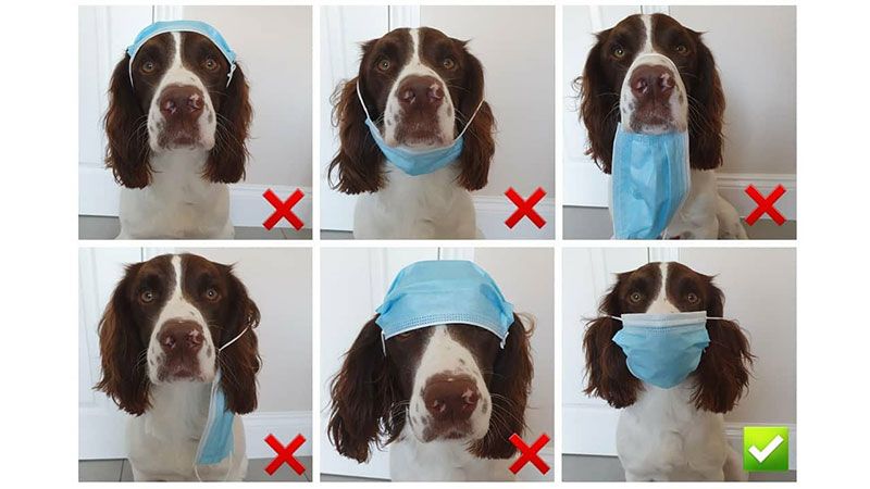 Adorable springer spaniel shows people how to wear a face mask | PetsRadar