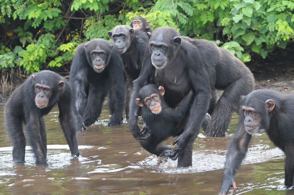 These Lab Chimpanzees Are Getting a 2nd Lease on Life | Live Science