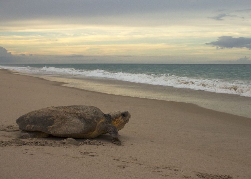 Sea Turtles Use Earth's Magnetic Field to Find Home | Live Science