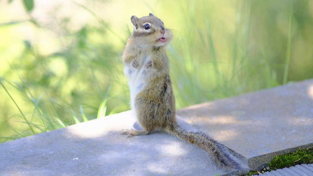 Screaming monkeys, 'headless' penguins and face-planting zebras take ...