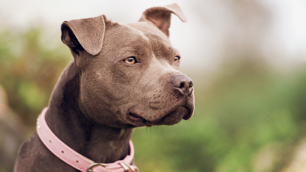 German Shepherd vs Pit Bull: Which makes the best family pet | PetsRadar