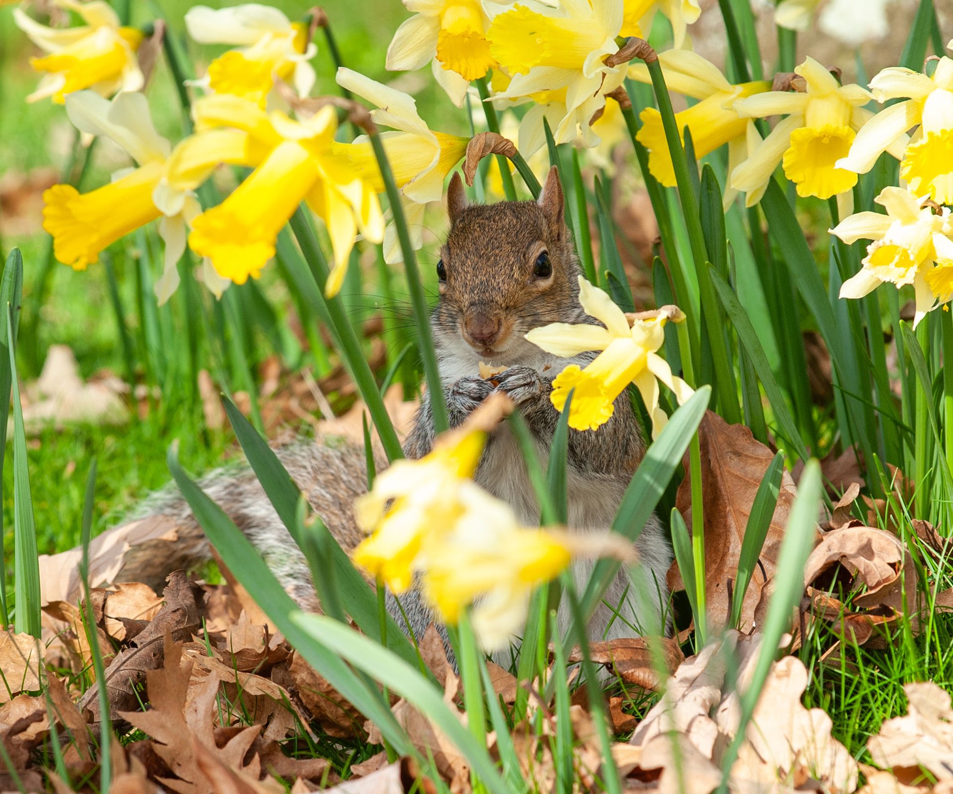 How to stop squirrels from digging up bulbs: 5 methods | Homes and Gardens