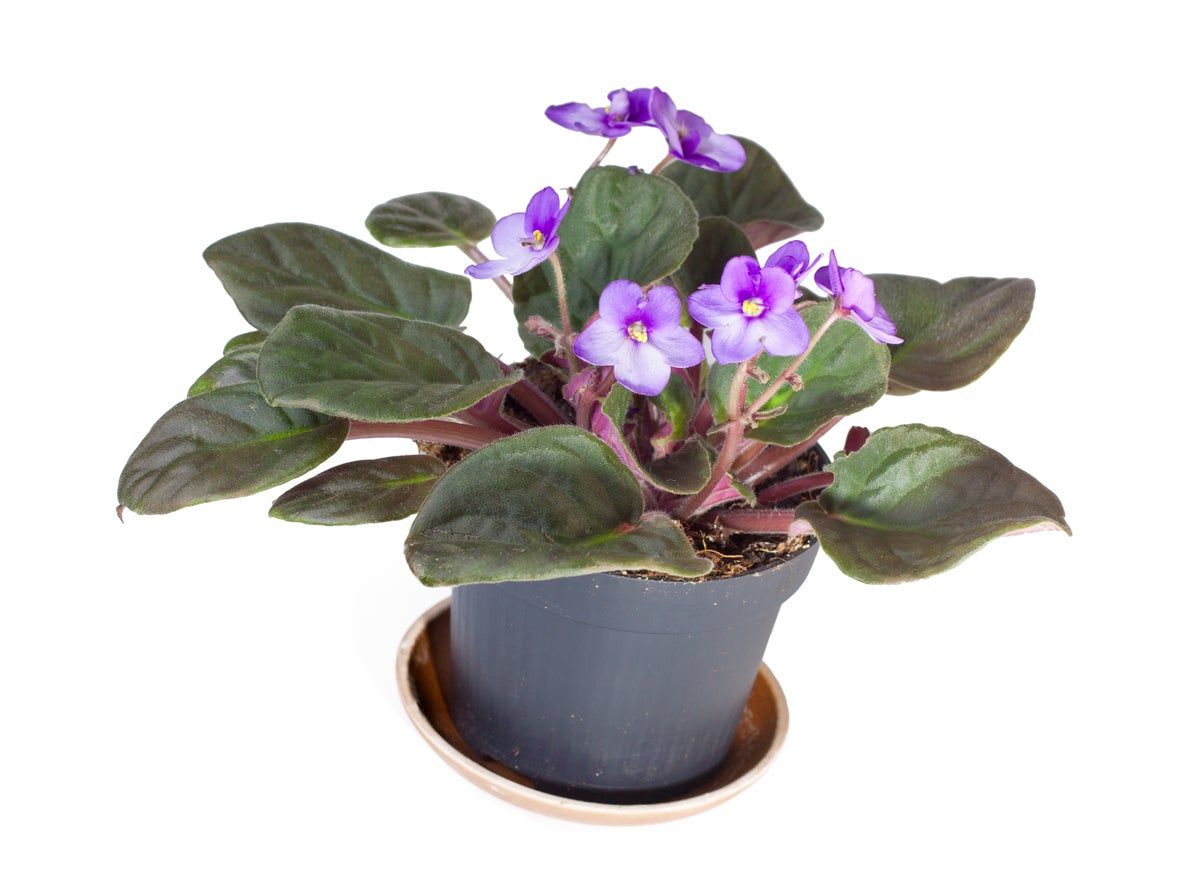 Managing African Violet Insects: How To Control Aphids On African ...