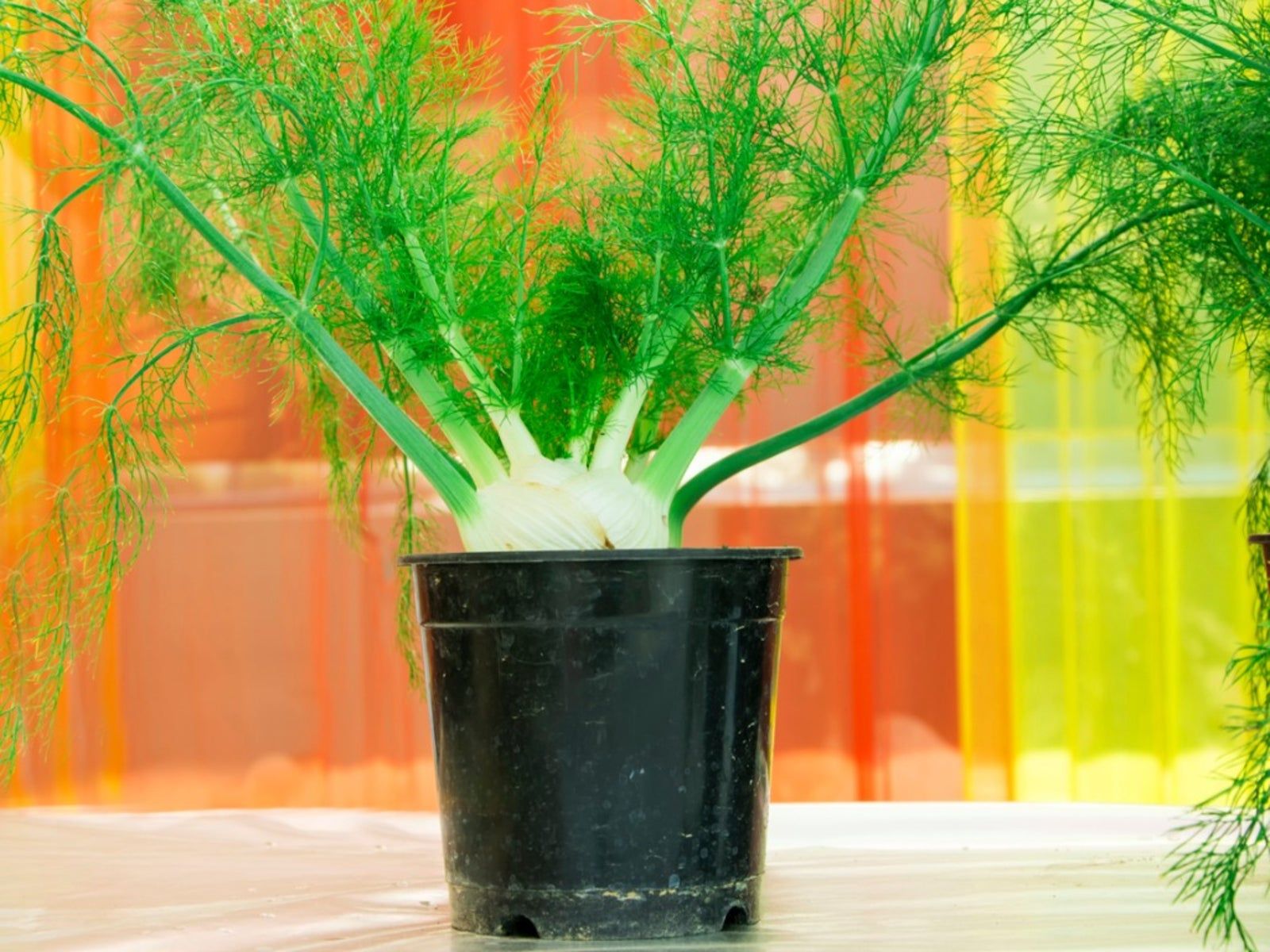 Container Grown Fennel Plants - Tips On Growing Bulb Fennel In Pots ...