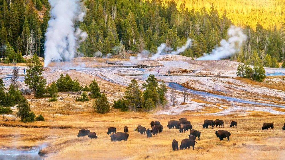 Three people gored by bison in a month at Yellowstone National Park ...