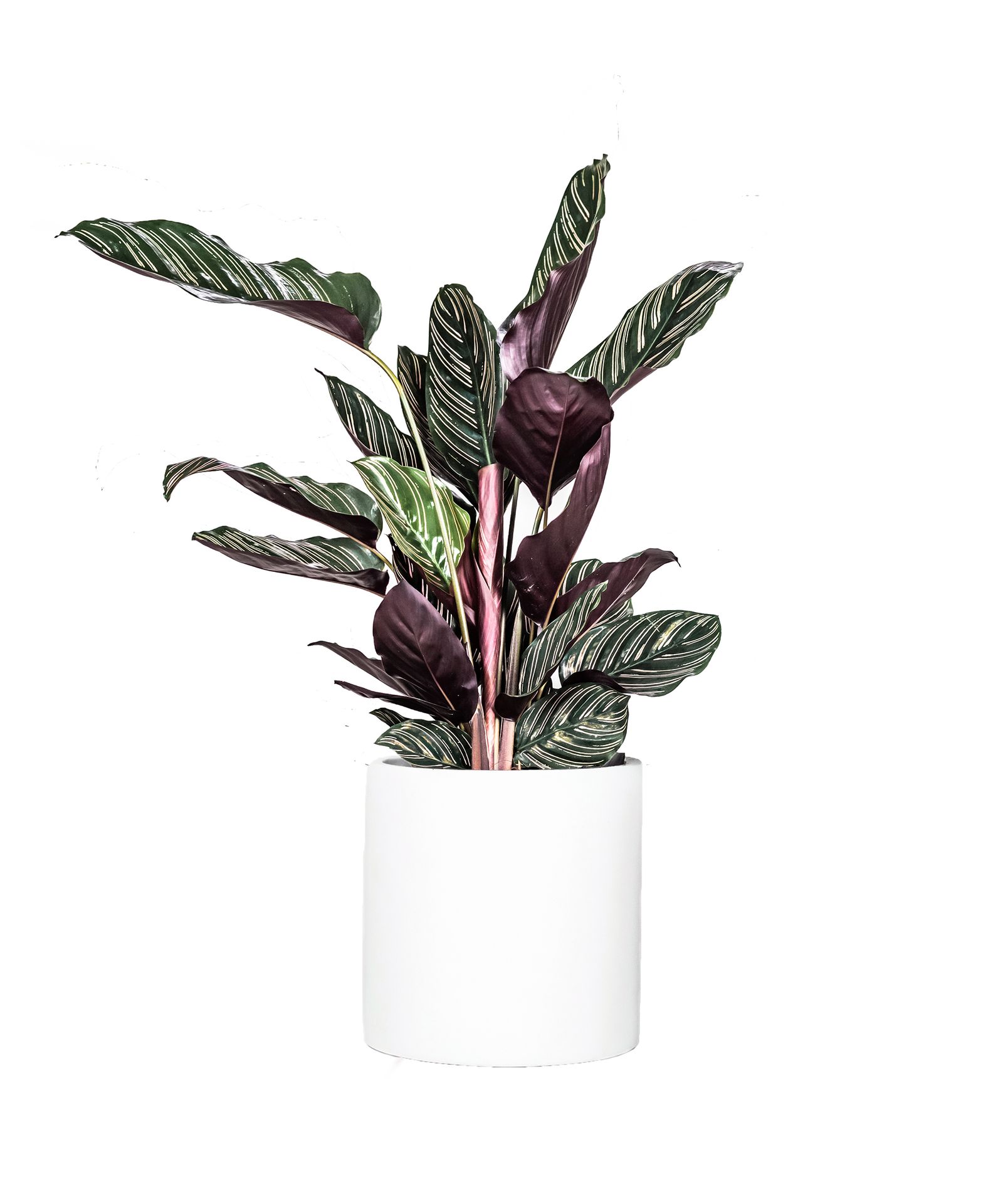Feng shui plants: 12 of the best plants for positive energy | Homes and ...