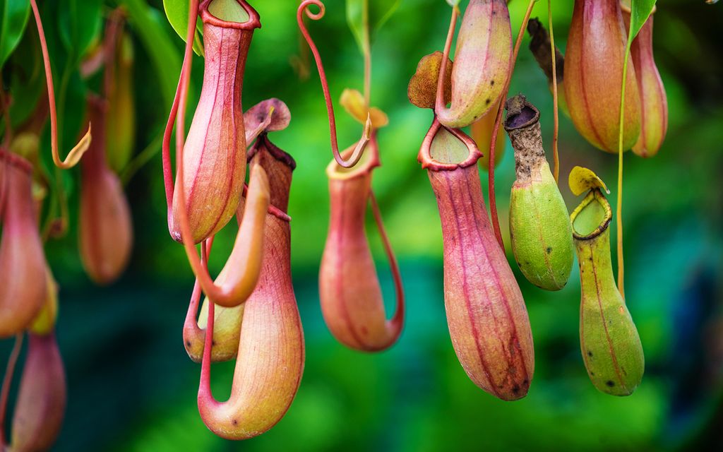 8 Bizarre Animal Surprises From 'True or Poo' — Can You Tell Fact From ...