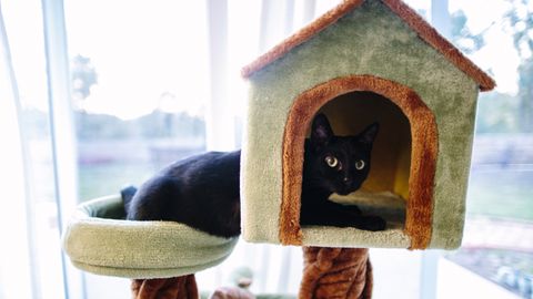 32 high energy cat breeds that will want to play with you | PetsRadar