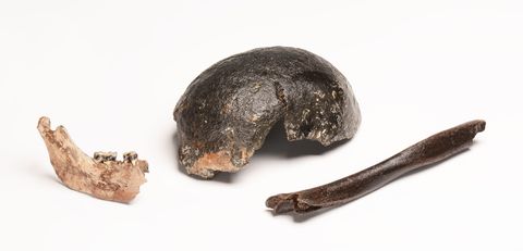 Photos: Ancient Human Remains from Beneath the North Sea | Live Science