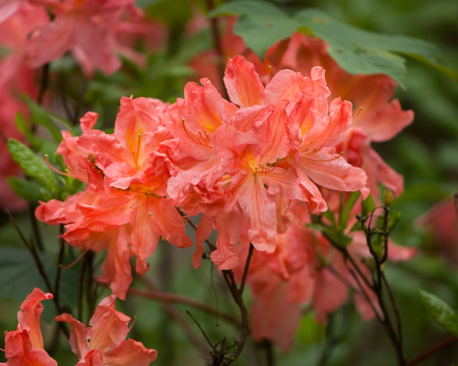 8 Noteworthy Native Azaleas You Should Know – And Grow! | Gardening ...