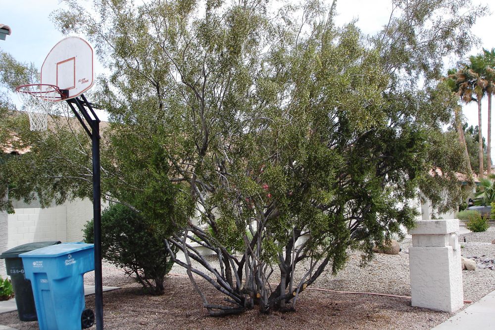 Creosote Bushes Photos | Desert Plants & Flora | Live Science