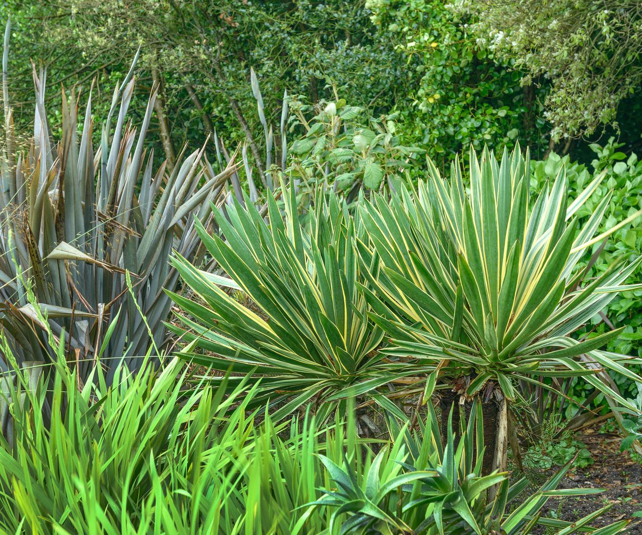 The 9 best plants for a minimalist garden: an expert guide | Homes and ...