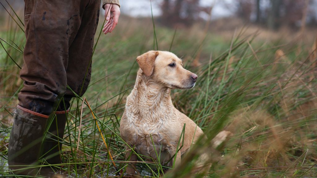 32 best dog breeds for hunting prey of all kinds | PetsRadar