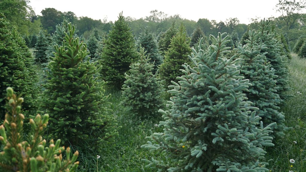 Scientists discover gold nanoparticles hidden in spruce tree needles ...