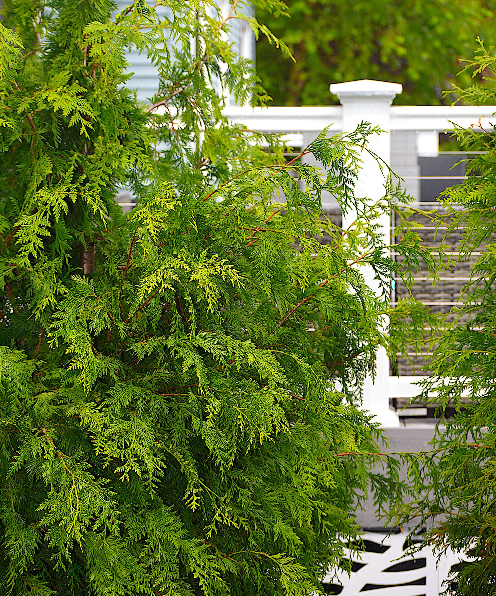 Fast-growing conifers for year-round greenery and privacy | Homes and ...
