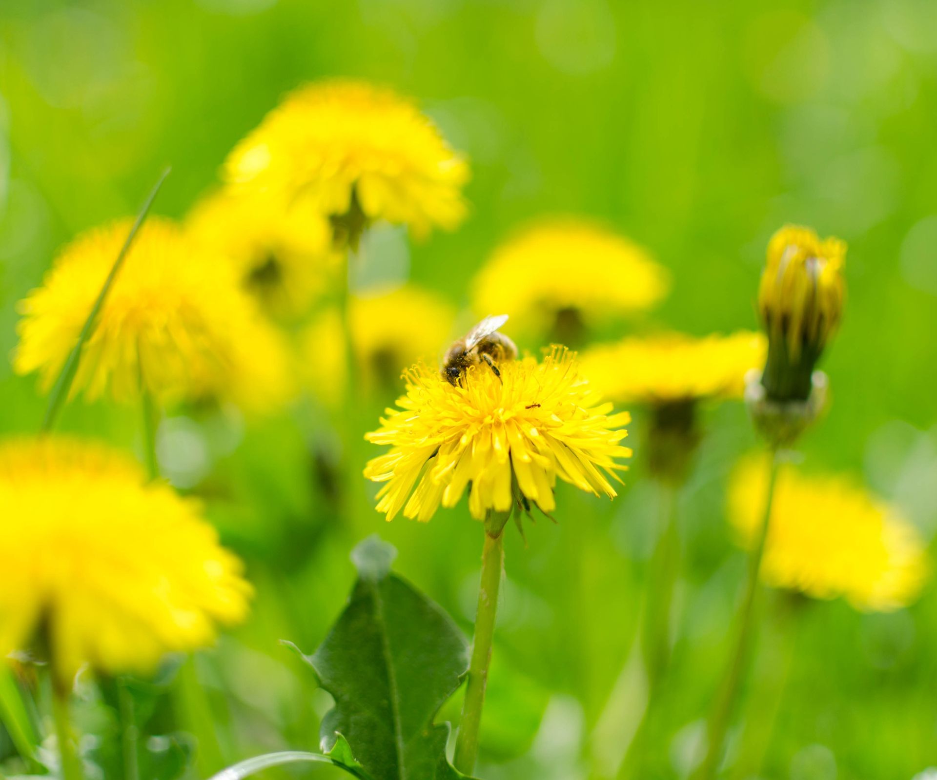 Underrated plants: 9 unsung garden stars we all should grow | Homes and ...