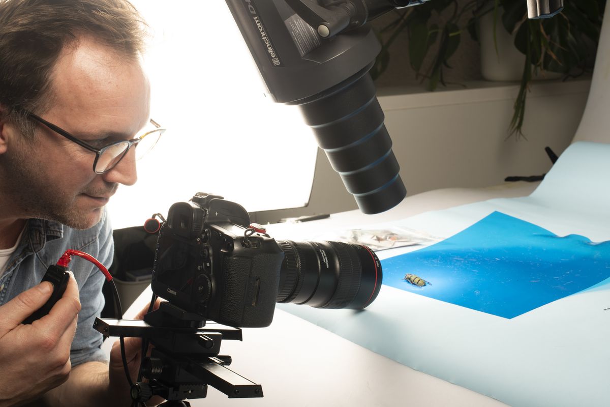 Take incredible insect photos with cheap extension tubes | Digital ...