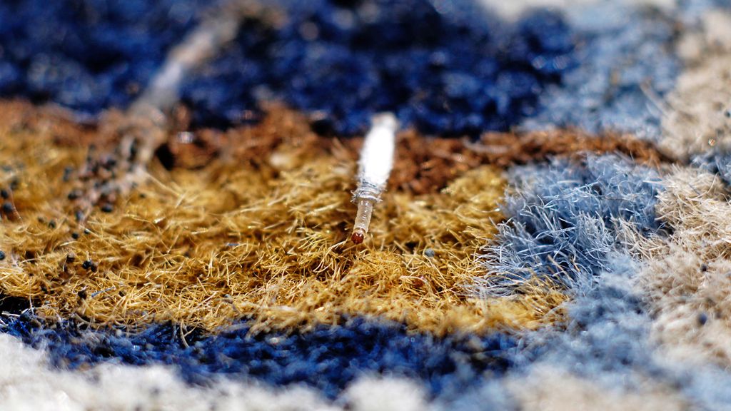 How to get rid of carpet moths and stop them destroying your home ...