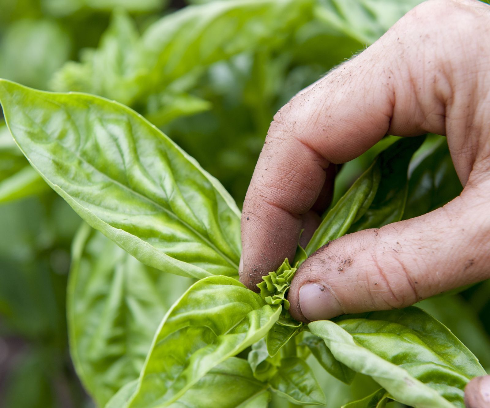 How to pinch out zinnias: for more flowers this year | Homes and Gardens