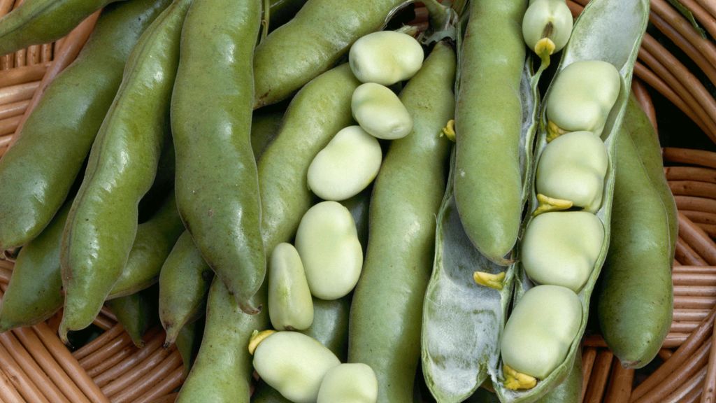 How to grow broad beans: add these low-maintenance crops to your veg ...