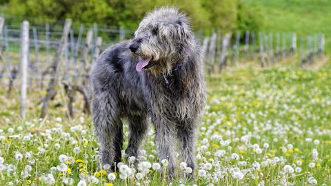 23 quietest dog breeds that make peaceful companions | PetsRadar