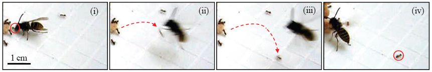 Angry Wasps Capture Intruding Ants, Fly Away, Airdrop Them | Live Science