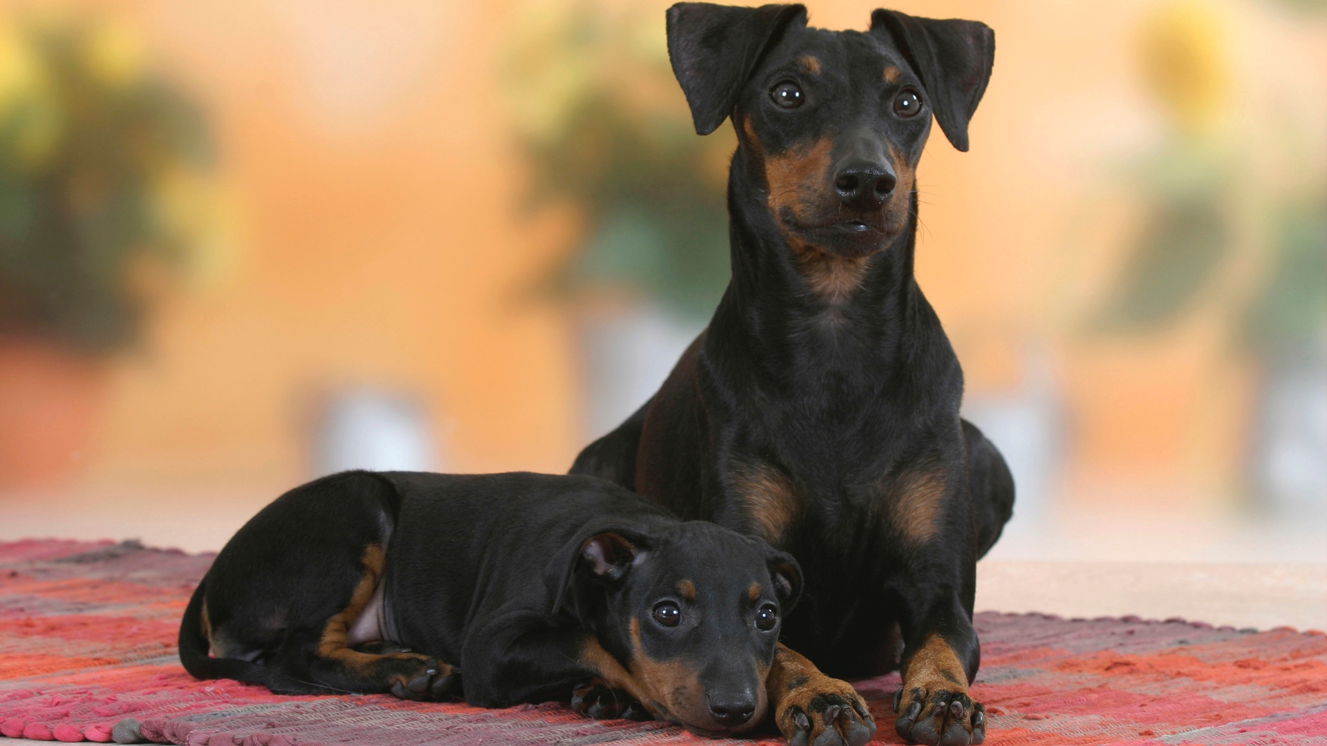 10 low maintenance dog breeds for busy people | PetsRadar