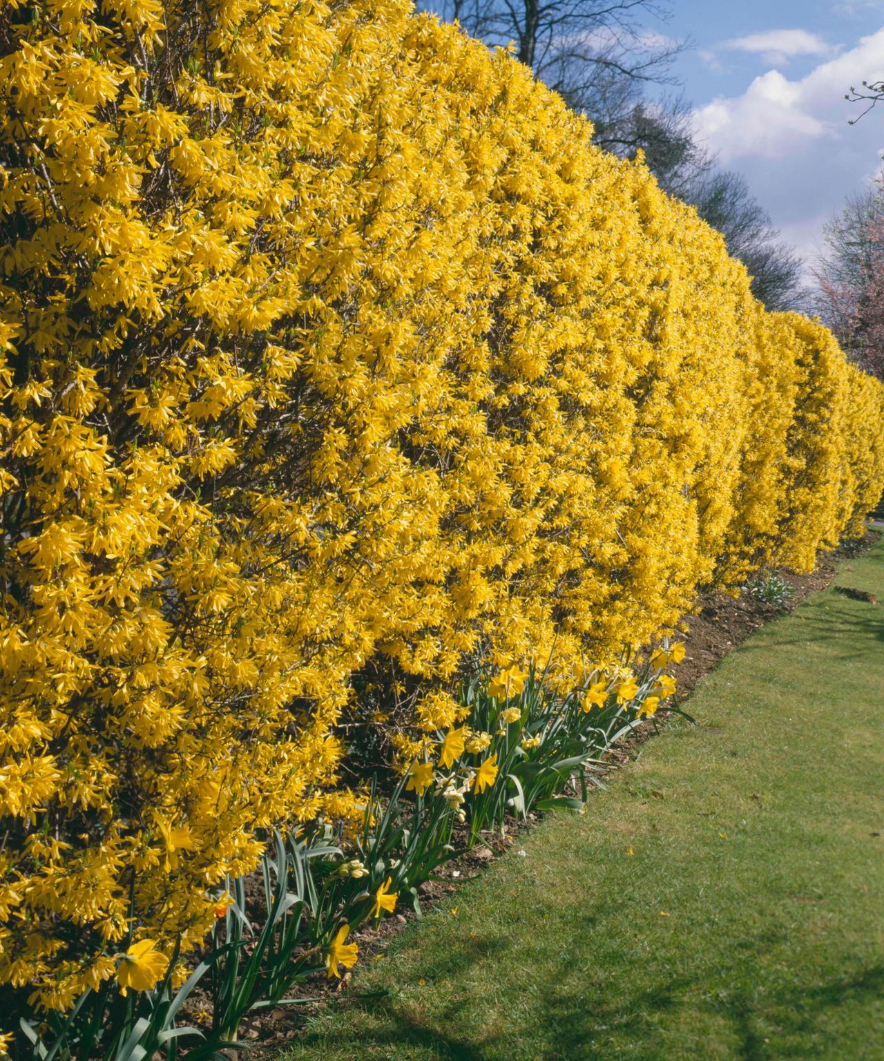 Best fast-growing shrubs: 10 quick ways to add impact | Gardeningetc