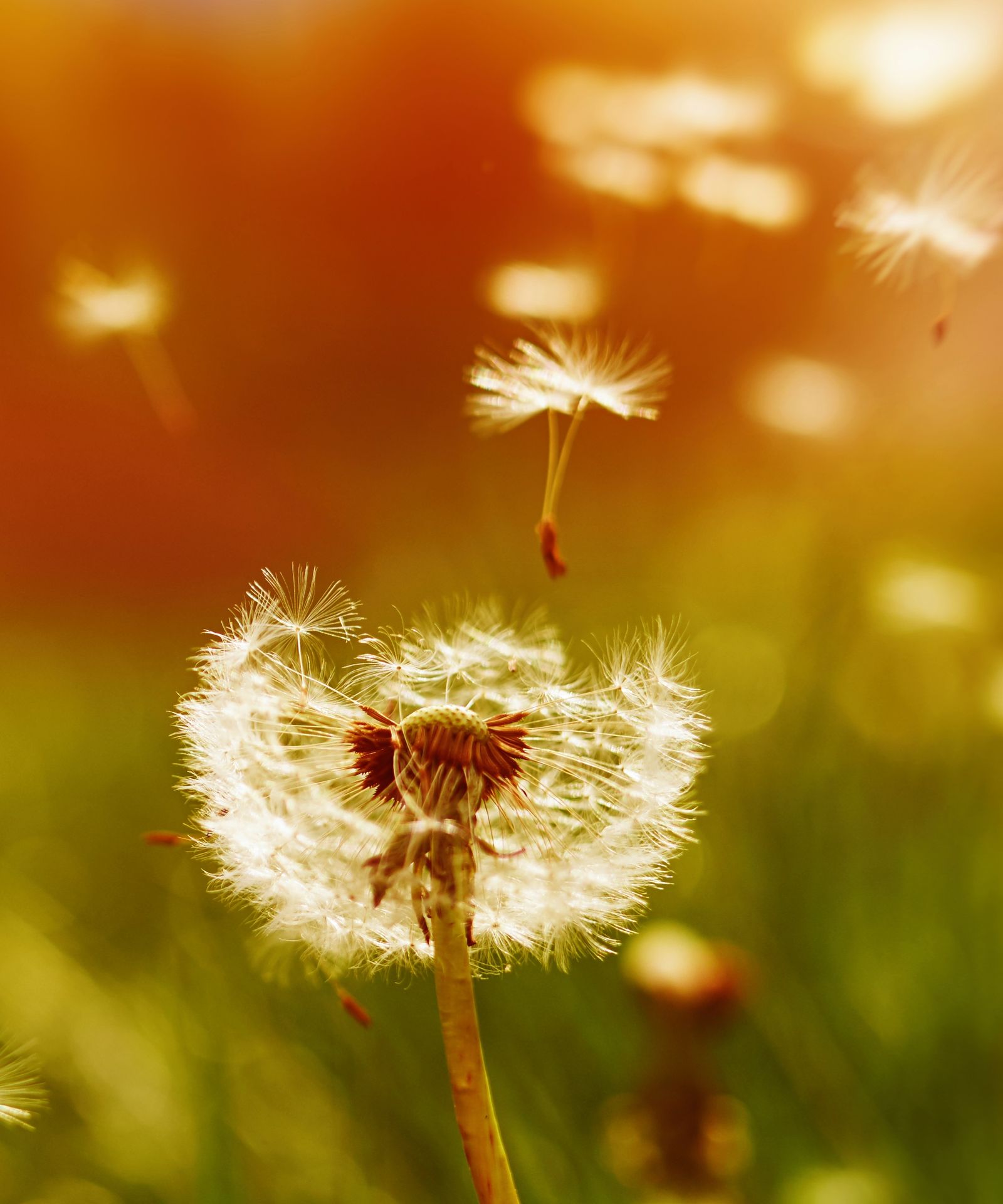 Are dandelions weeds or something much more special? | Homes and Gardens