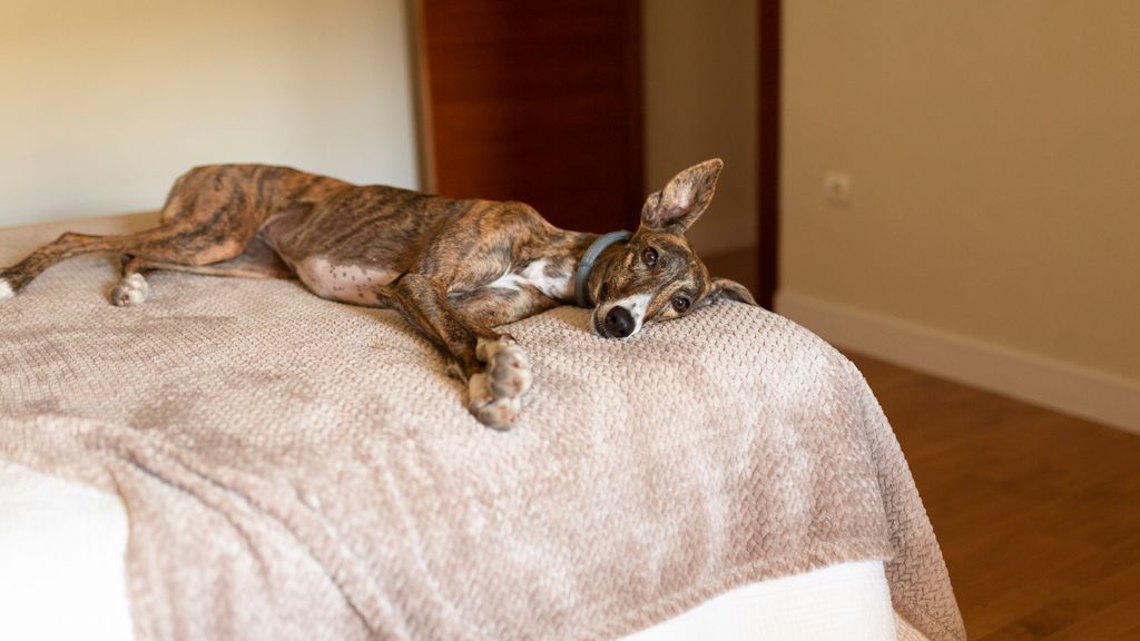 32 common dog diseases to keep an eye out for | PetsRadar