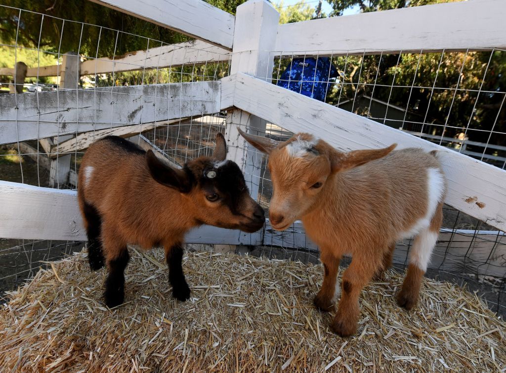 Gorging goats generate union grievance | The Week