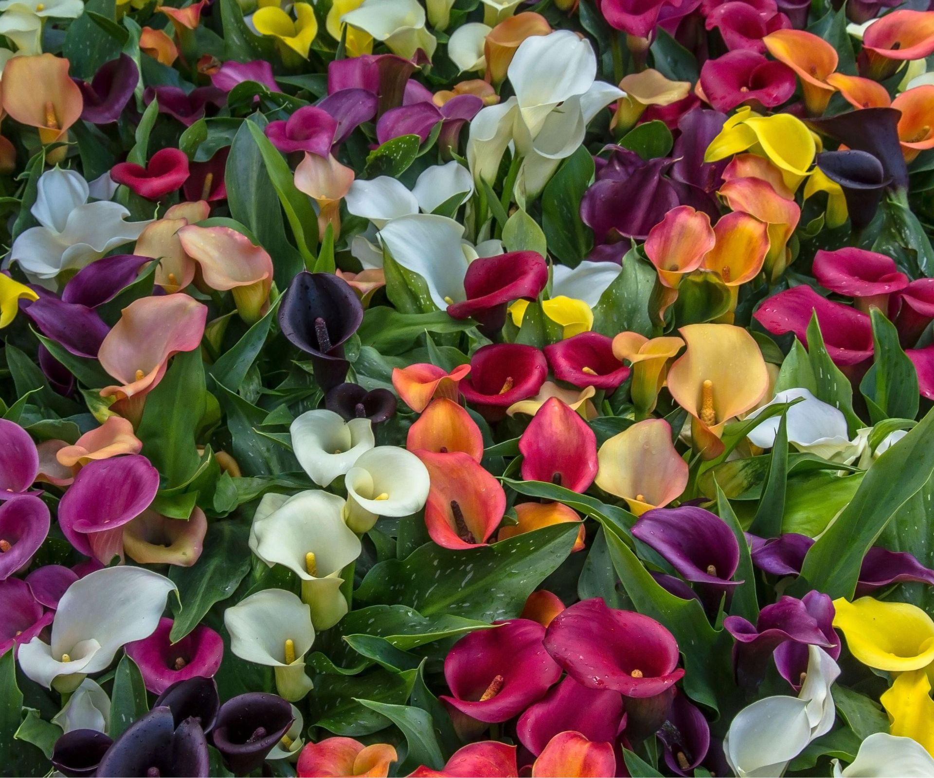 When to cut back calla lilies: 3 expert signs to look for | Homes and ...