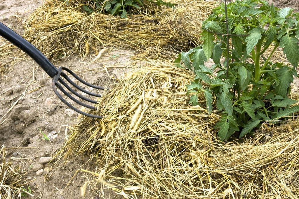 Using Hay As Mulch: Tips On Mulching Your Garden With Hay | Gardening ...