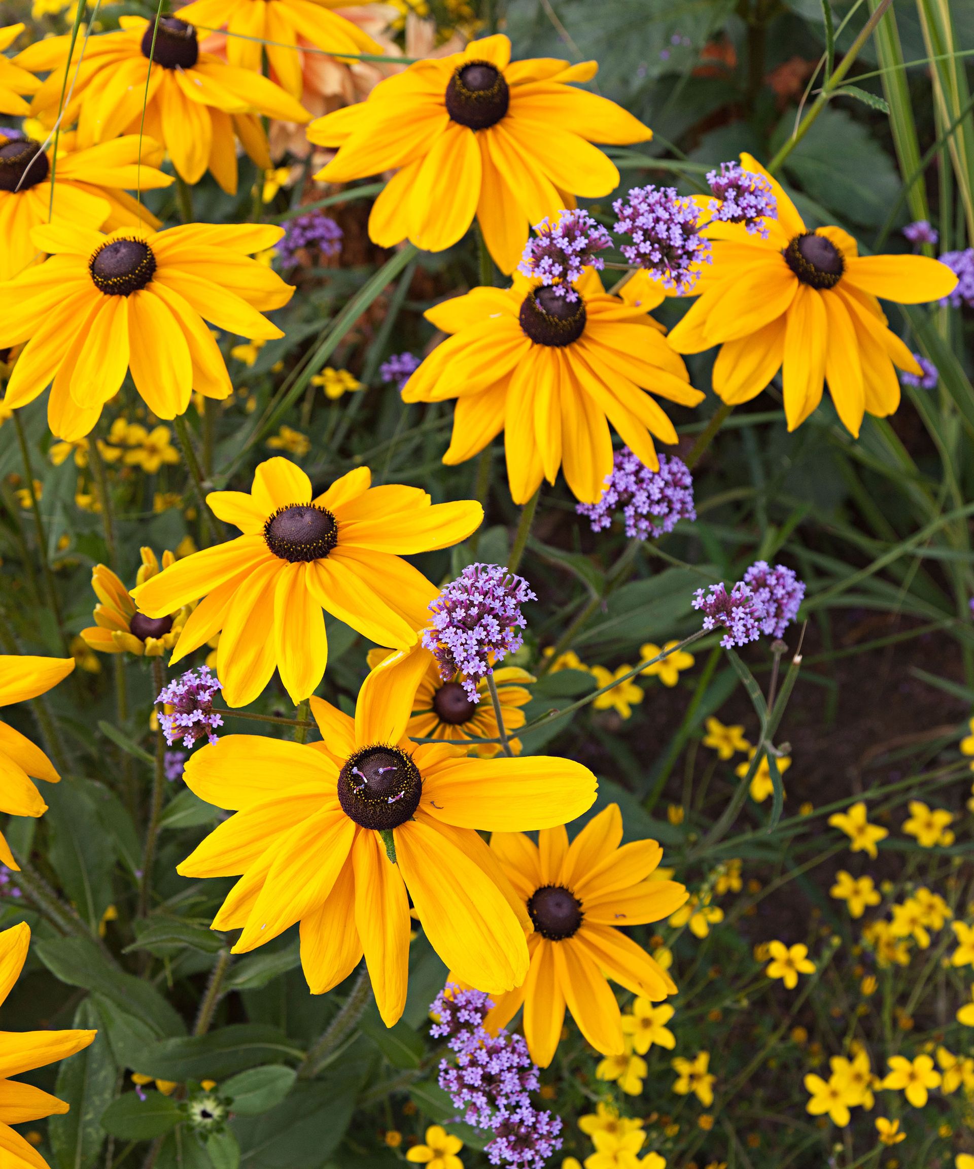 Black-eyed Susan care and growing guide: top rudbeckia tips | Gardeningetc