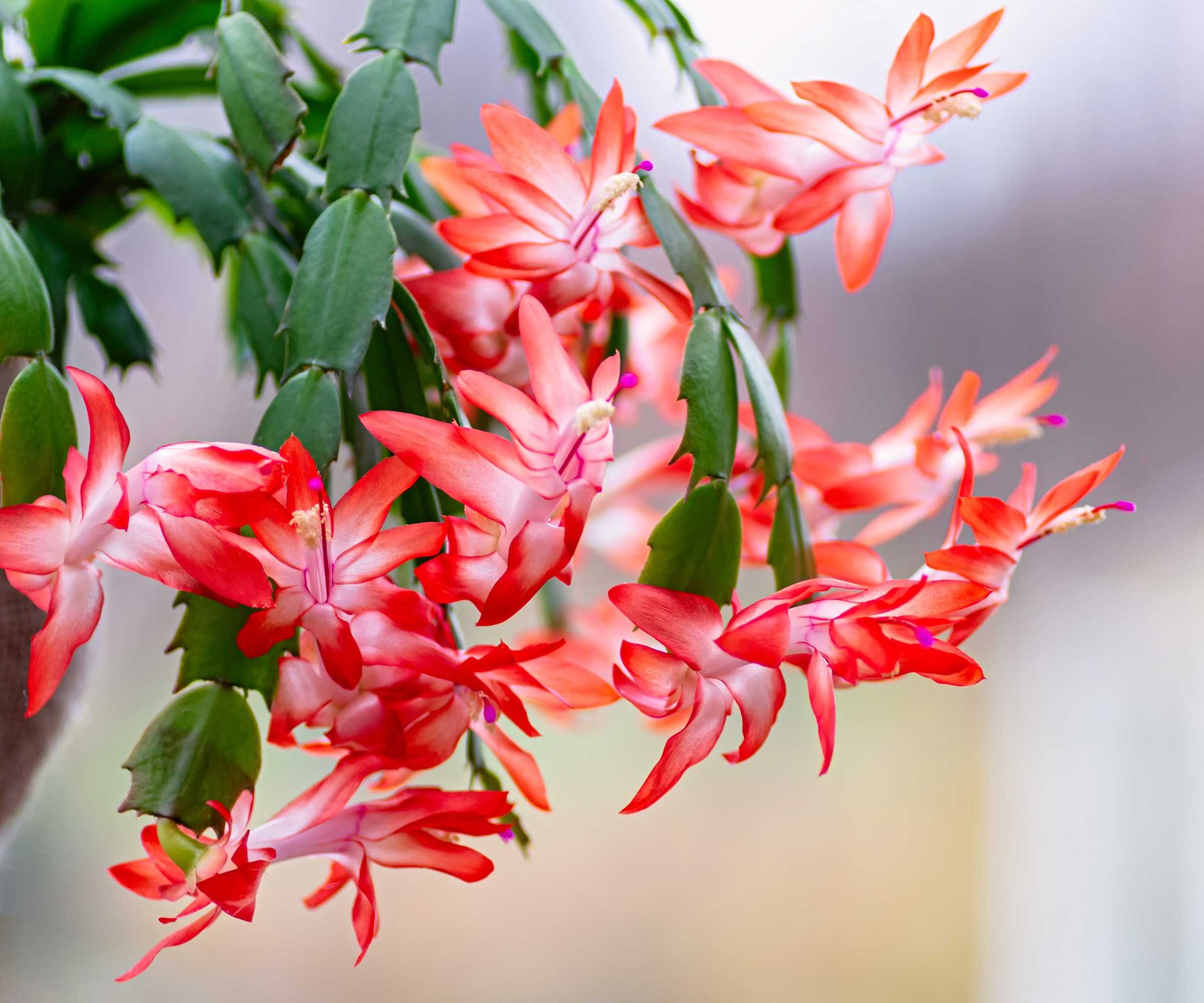Why are the buds falling off my Christmas cactus? | Homes and Gardens