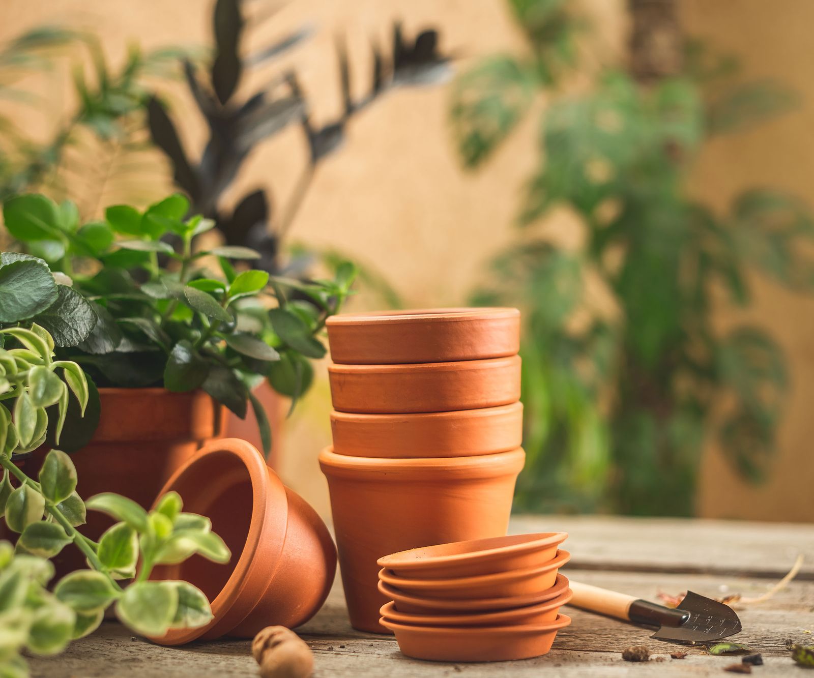 How to repot succulents: plus expert tips on when to do it | Homes and ...