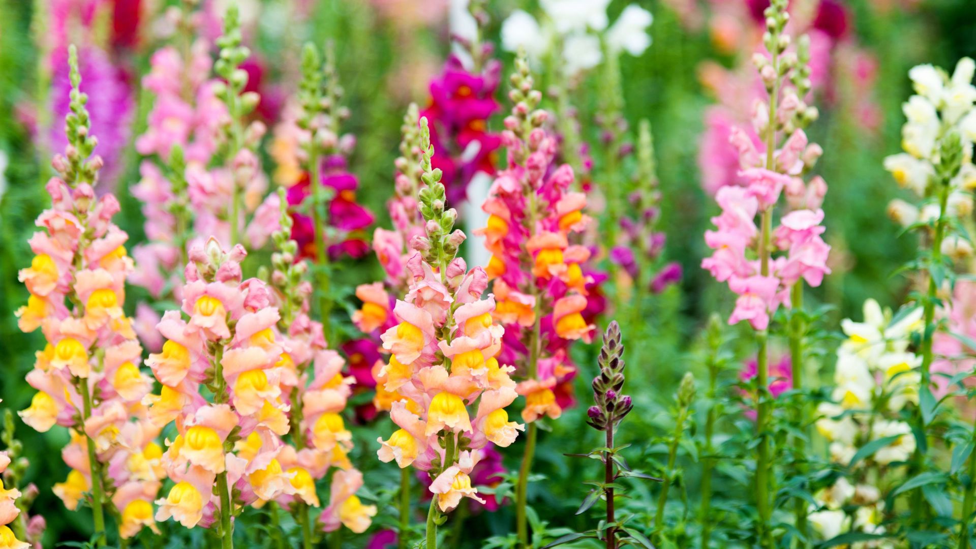 6 of the best bedding plants to add to your garden in April | Ideal Home