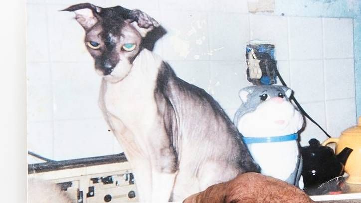 10 oldest cats ever to have lived | PetsRadar