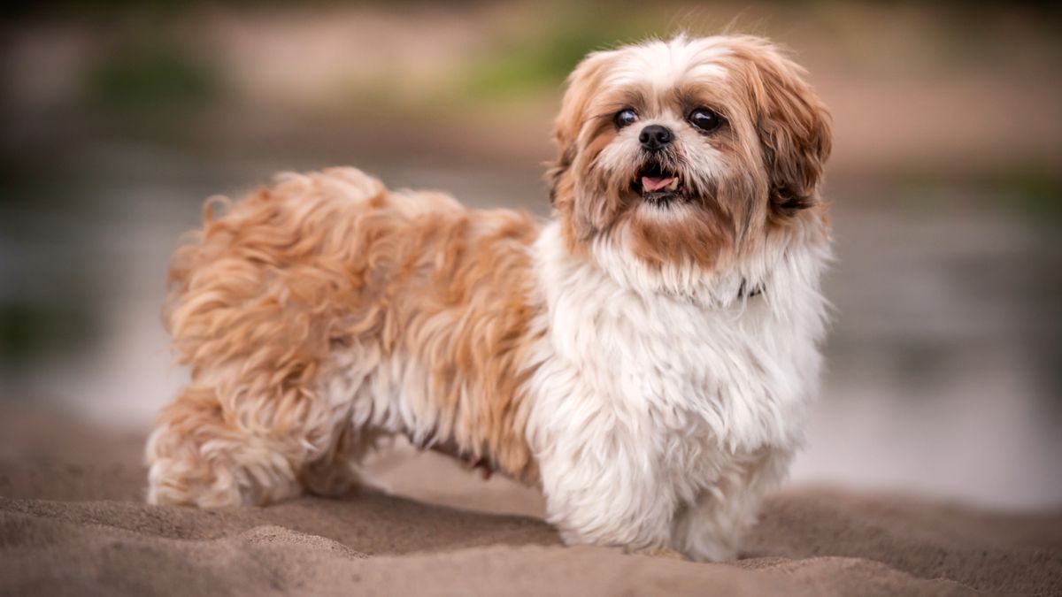 32 low maintenance dog breeds for busy people | PetsRadar