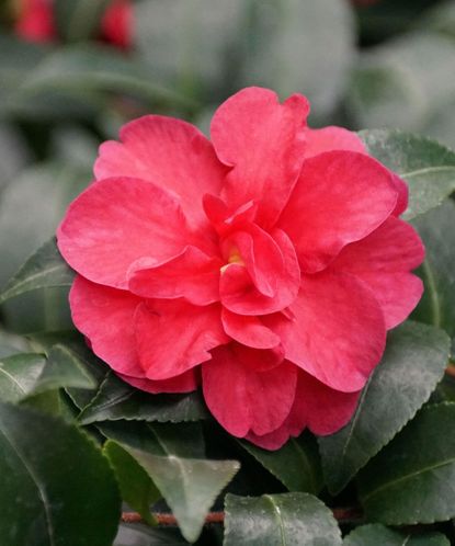 5 things to plant in October to make sure your backyard blooms now ...