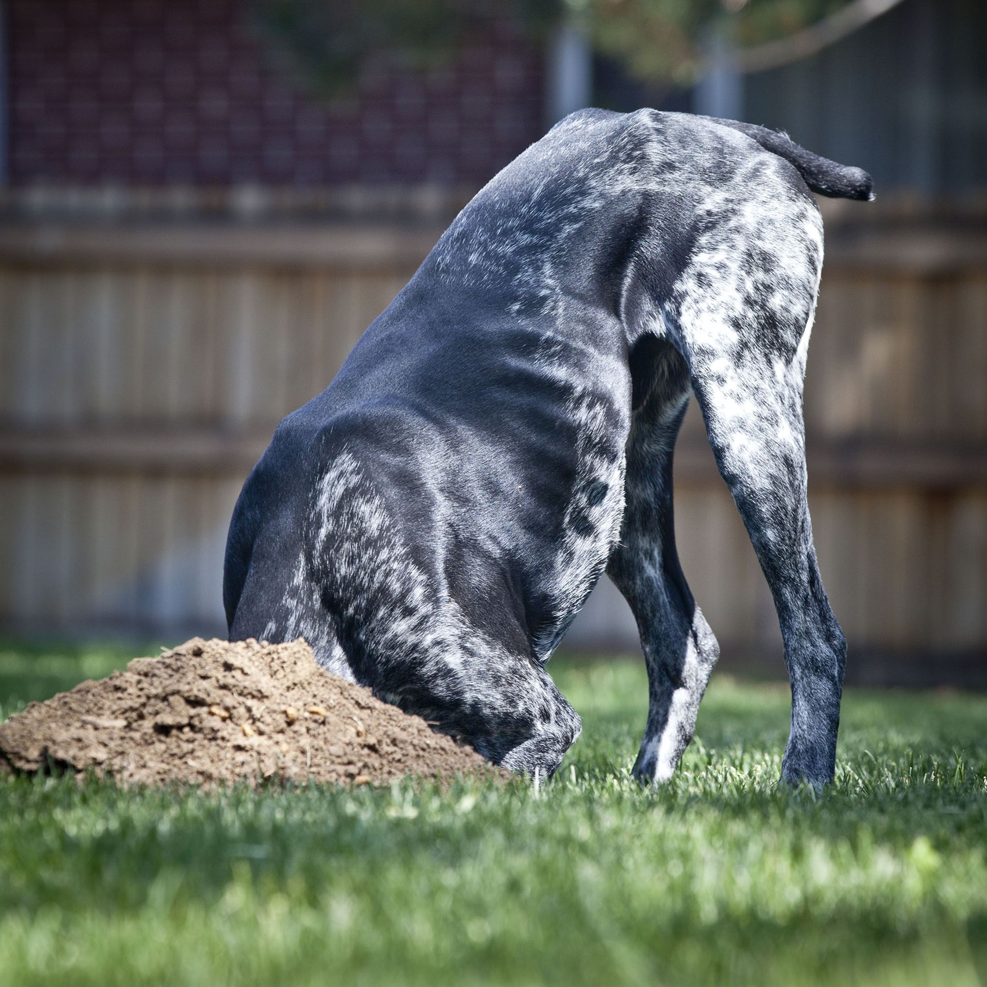 How to stop your dog digging up the garden | Country Life